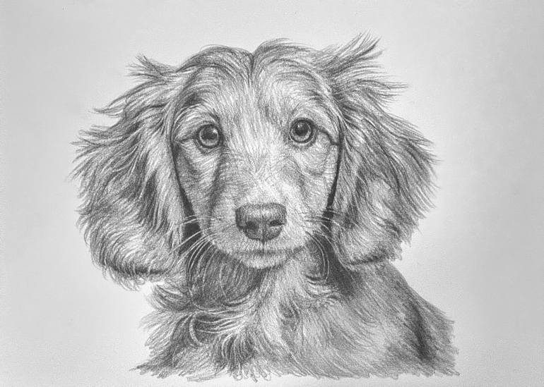 pencil drawing of a dog, custom portrait of your pet Drawing by Michał ...