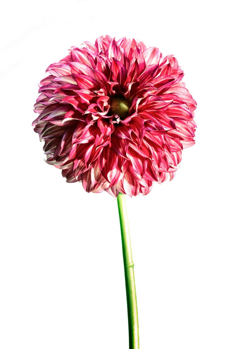 Vivid! Limited Editon 1 of 10 Photography by Nancy Christensen ...