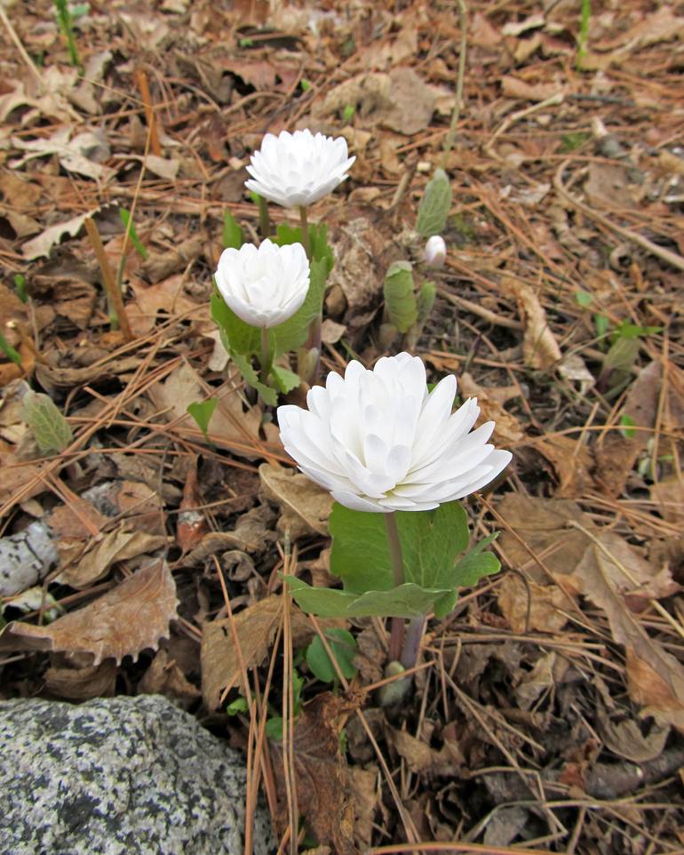 Double Bloodroot III Photography by Cynthia Conrin | Saatchi Art