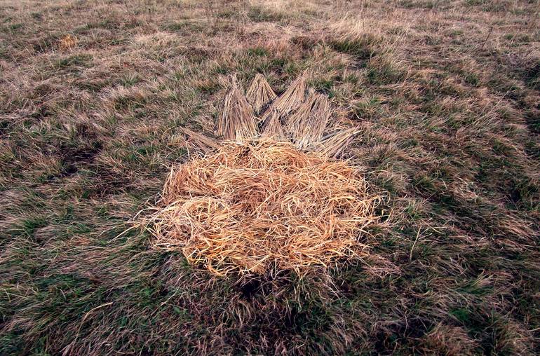 Ananas out of grass Installation by Srdan Ilic | Saatchi Art