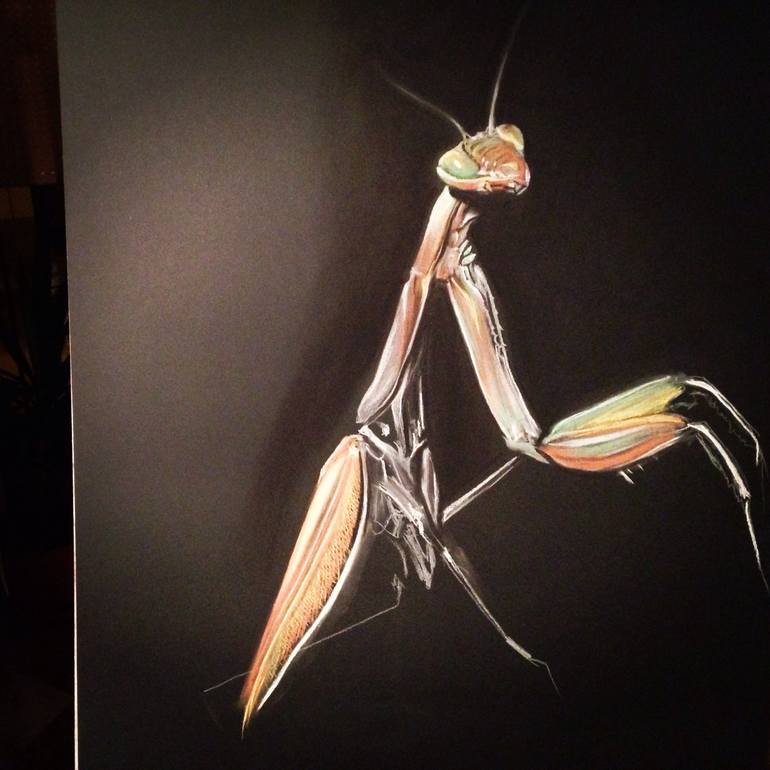 Mante Drawing by Anastasia Sorkina | Saatchi Art