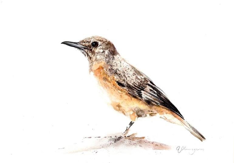 Cape Rock Thrush female Painting by Andre Olwage | Saatchi Art
