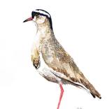 Andre Olwage | Saatchi Art