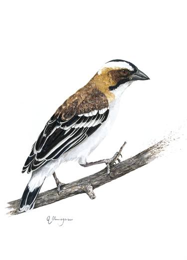 Andre Olwage | Saatchi Art