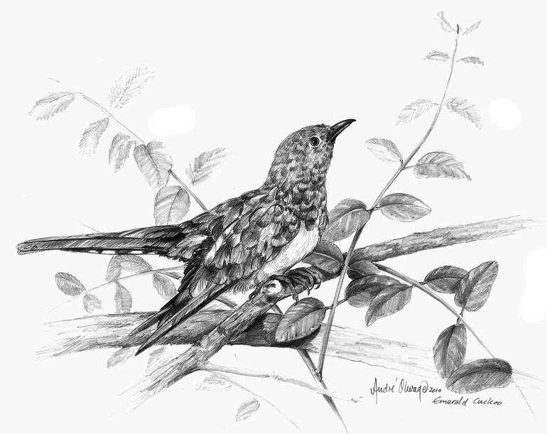 Emerald Cuckoo Drawing by Andre Olwage | Saatchi Art