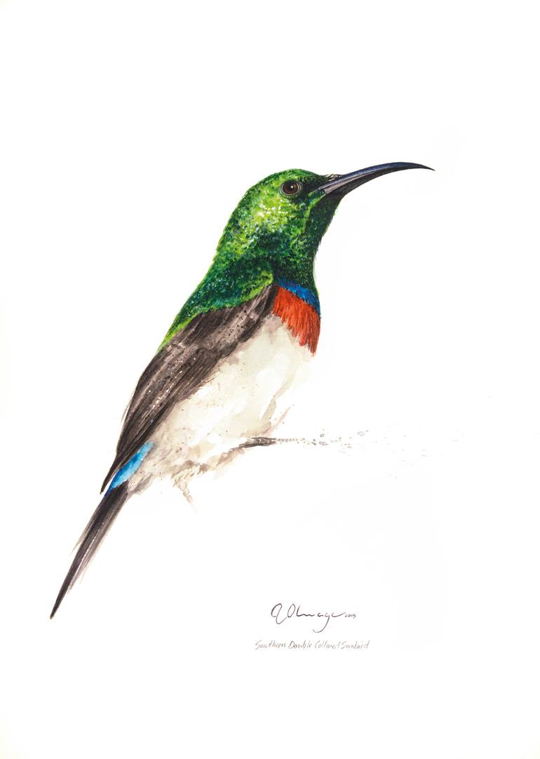 Southern Double Collared Sunbird Painting by Andre Olwage | Saatchi Art