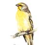 Yellow-Fronted Canary Painting by Andre Olwage | Saatchi Art