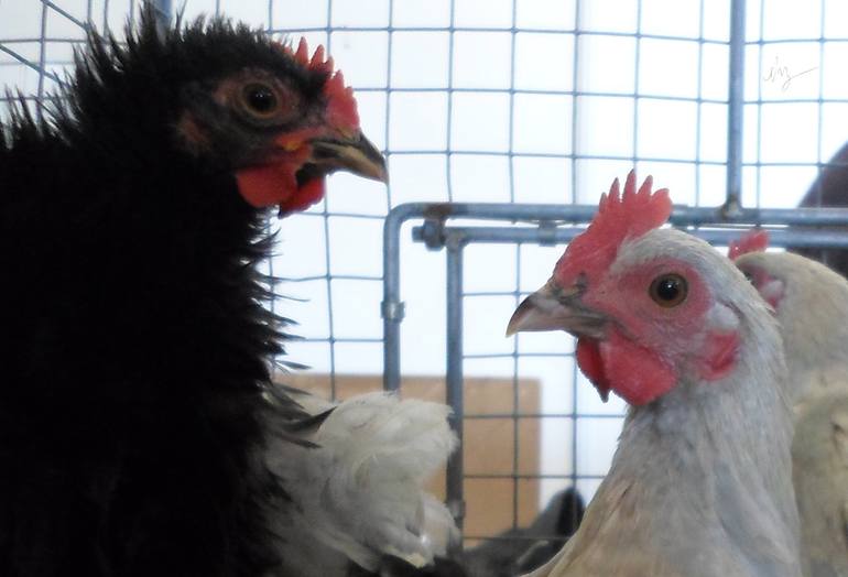 Two chicken talking about the good and the evil Photography by Sir ...