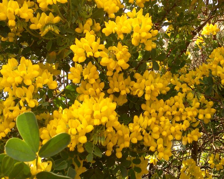 Golden flowers I Photography by Sir oldking | Saatchi Art