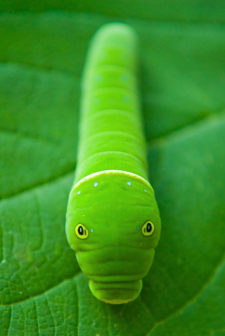 Hidden Caterpillar Animal / Wildlife Photography by Melissa Fague ...