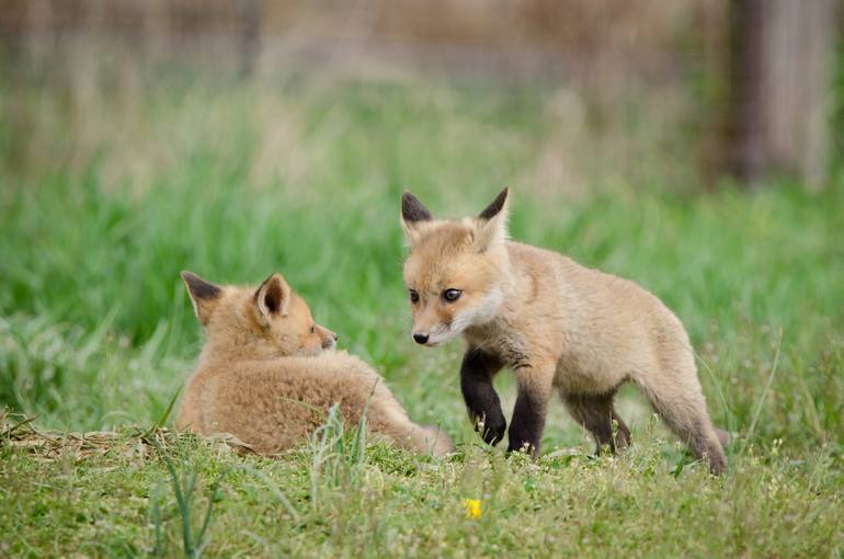 Coming to Get You Baby Red Fox Photography by Melissa Fague - PIPA Fine ...