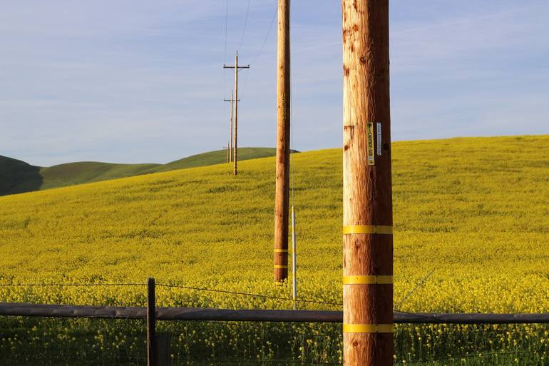 Yellow field with poles Photography by Steven Buckland | Saatchi Art