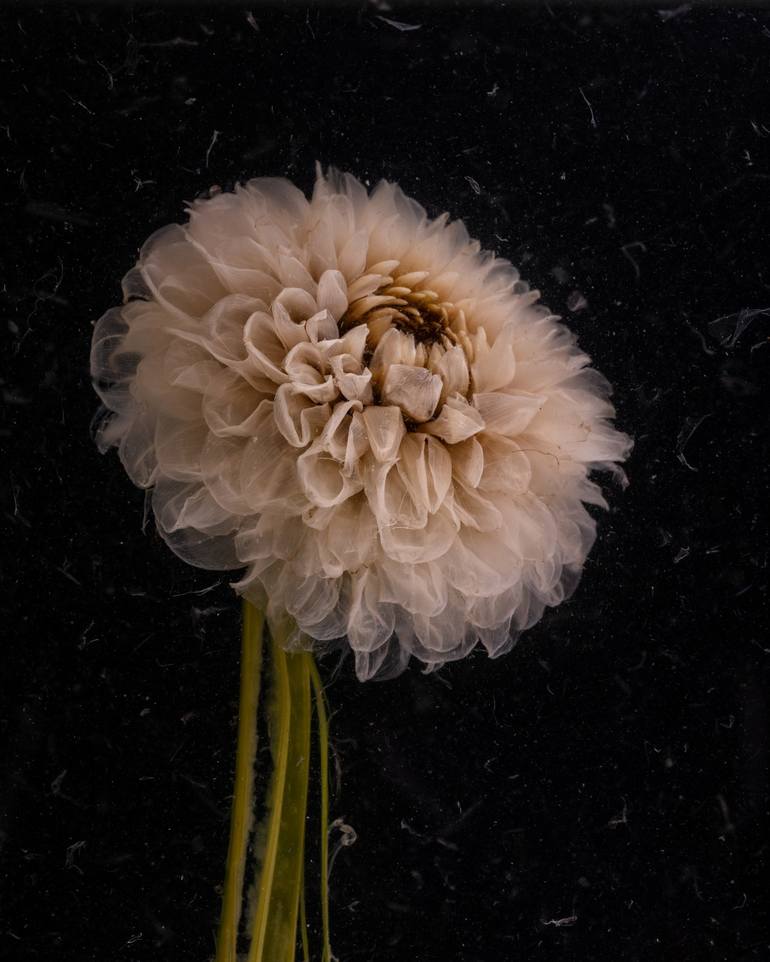 Dahlia. Aesthetics Of Decay. Photography by Nailia Schwarz | Saatchi Art