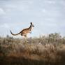 Dareton Roo Photography by John Wiseman | Saatchi Art