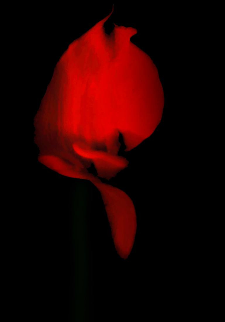 Blood Calla Lily Photography by Ellin Pollachek | Saatchi Art