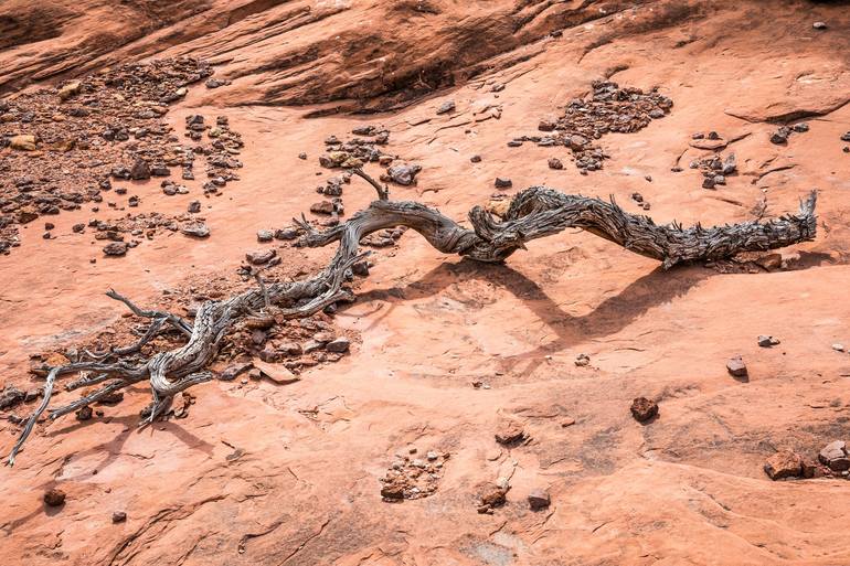 Desert Struggles Photography by Timothy Mcguire | Saatchi Art