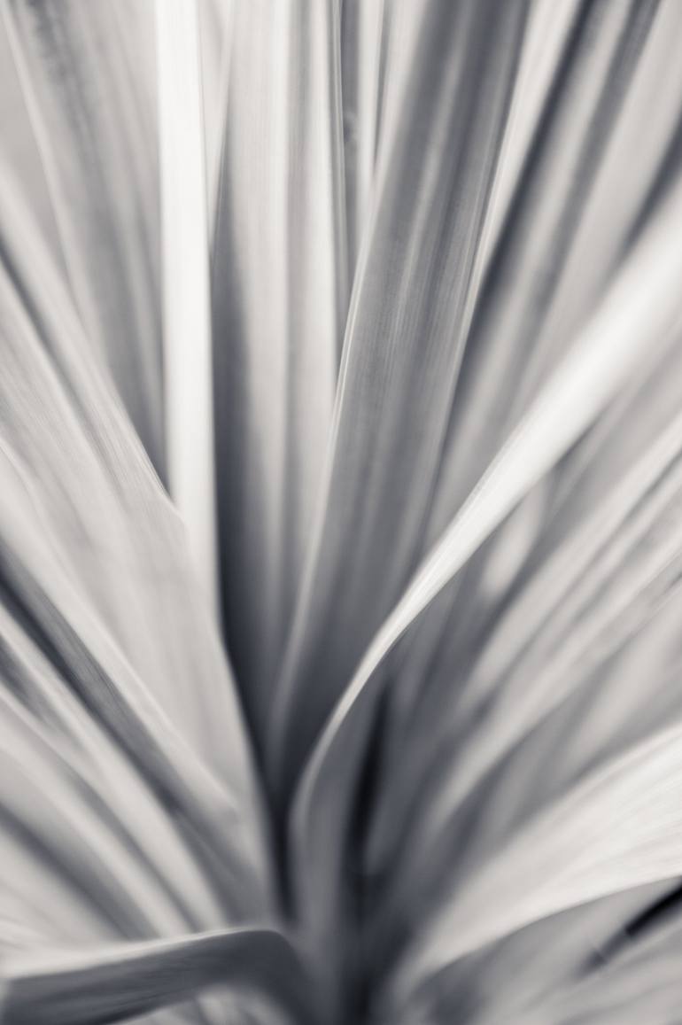 Ornamental Palm Meditation (B&W) - Limited Edition of 15 Photography by ...