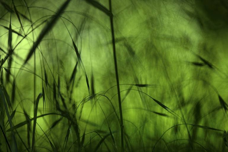 Magic Grass No. 1 1/24 Photography by Christoph von Haussen | Saatchi Art
