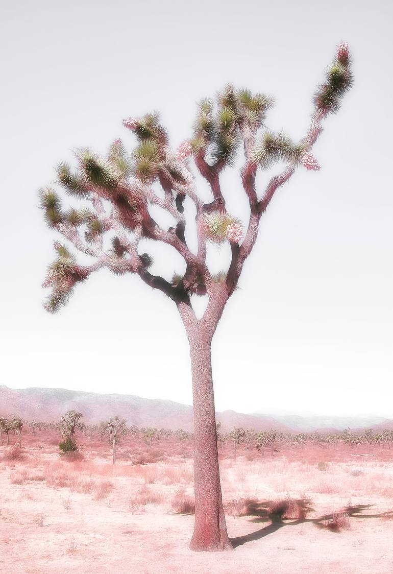 joshua tree, faded grey - Limited Edition of 10 Photography by Kristin ...