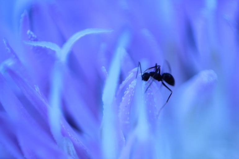 Different Shades Of Blue - An Ant @ Work #100 left Photography by Jacob ...
