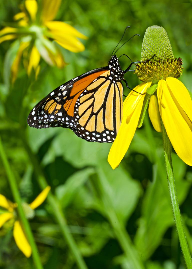 Monarch on native thistle - Limited Edition of 100 Photography by Ira ...