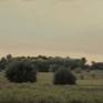Two Three River Bushes Painting by Larry Hofmann | Saatchi Art