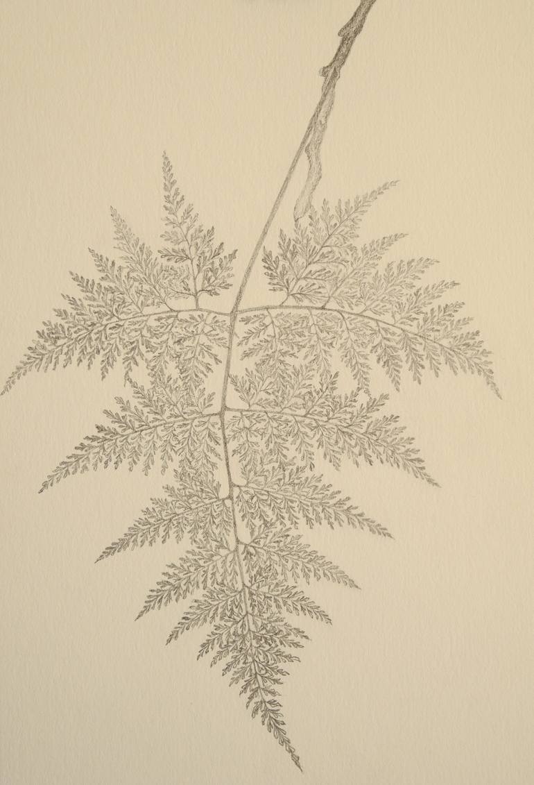 Squirrels-foot fern leaf (Davallia mariesii Moore) Drawing by Ni Fujita ...