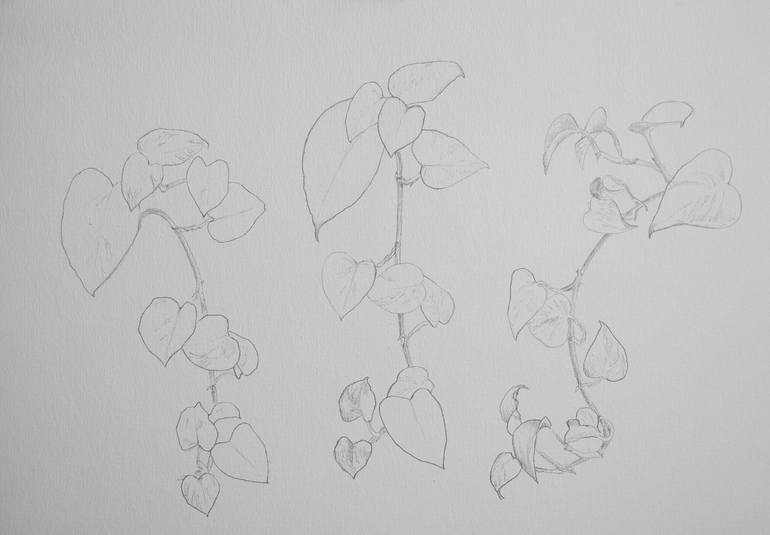 Golden pothos (Epipremnum aureum) - 3 views Drawing by Ni Fujita ...