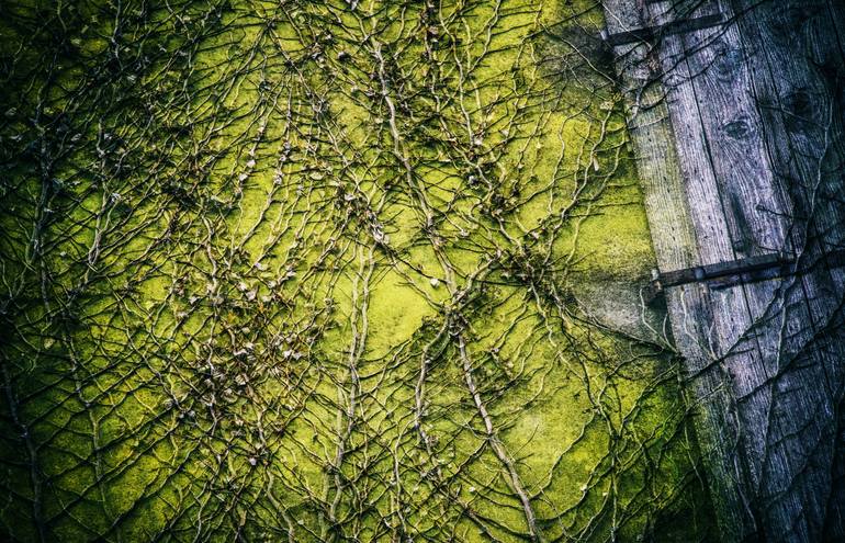 Il fascino... - Limited Edition 1 of 5 Photography by Daniele Gozzi ...