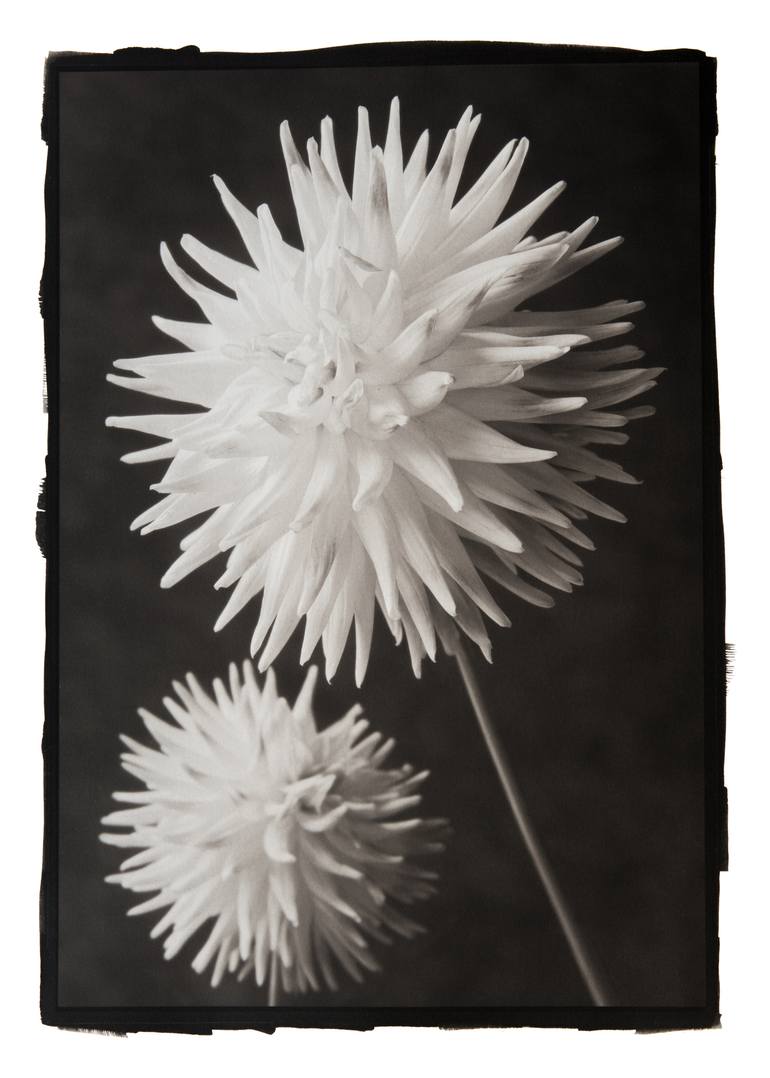 Dahlia 2 Photography by Richard Freestone | Saatchi Art