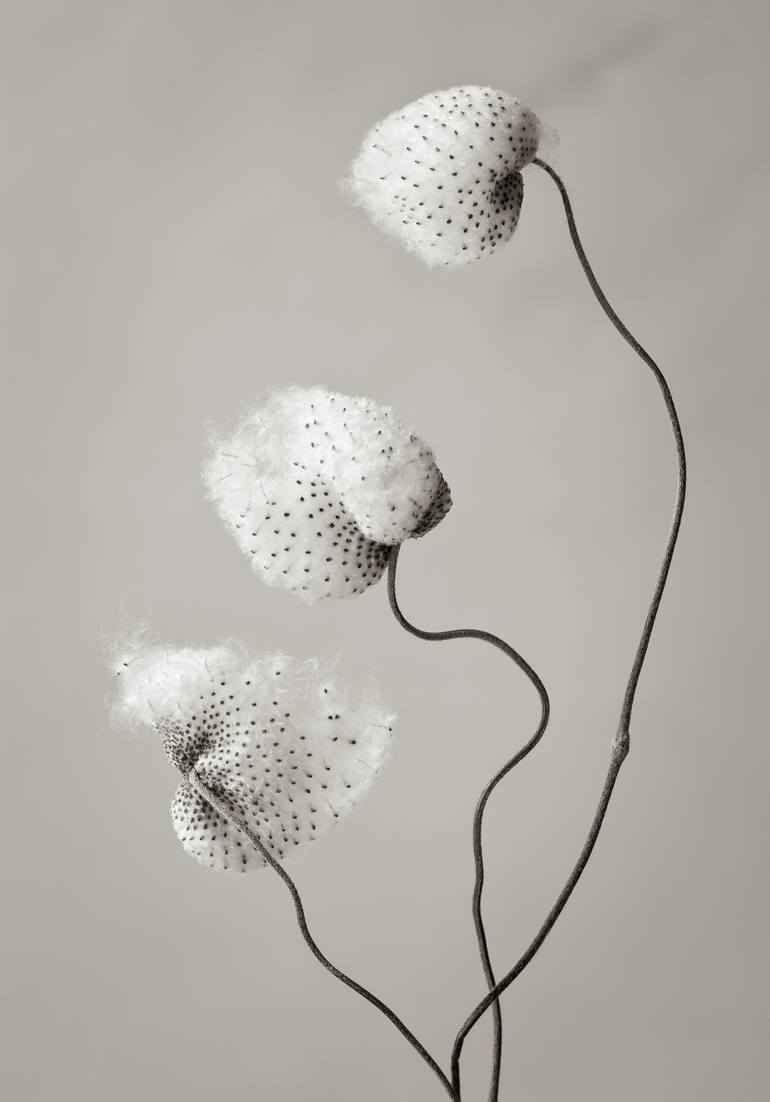 Burst Seedpods Photography by Richard Freestone | Saatchi Art