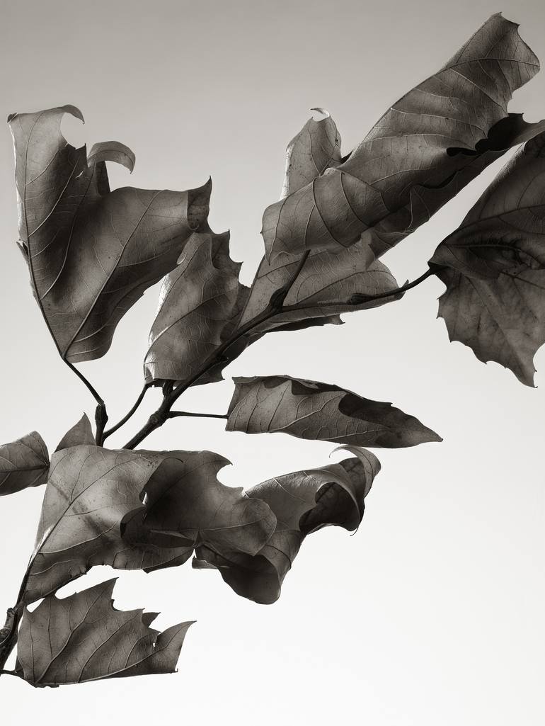 Sycamore Leaves 2 - Limited Edition 2 of 25 Photography by Richard ...