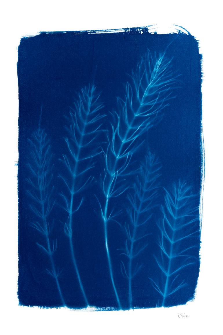 Hedgerow 1 - Limited Edition 3 of 150 Photography by Richard Freestone ...