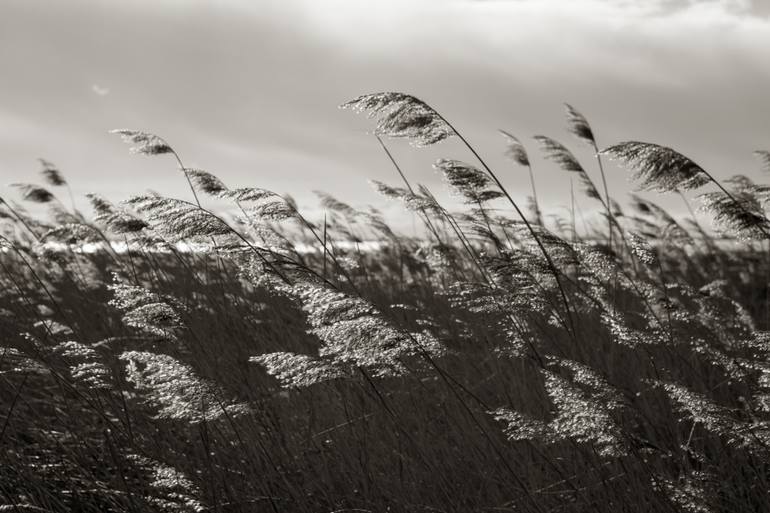 Reedbed West Mersea - Limited Edition 1 of 25 Photography by Richard ...