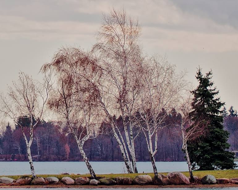 Sleepy Birches - Limited Edition 2 of 10 Photography by Photonic ...