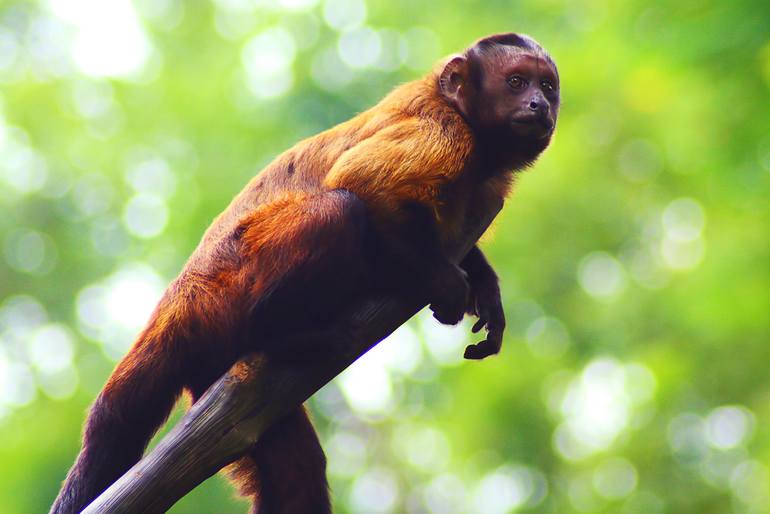 Capuchin #1 - Limited Edition 1 of 100 Photography by Jennifer Lam ...