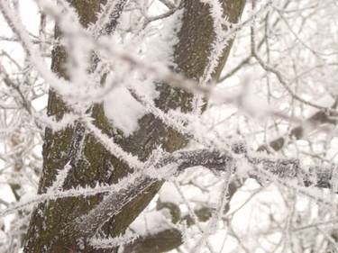 Angela Romeo | Saatchi Art