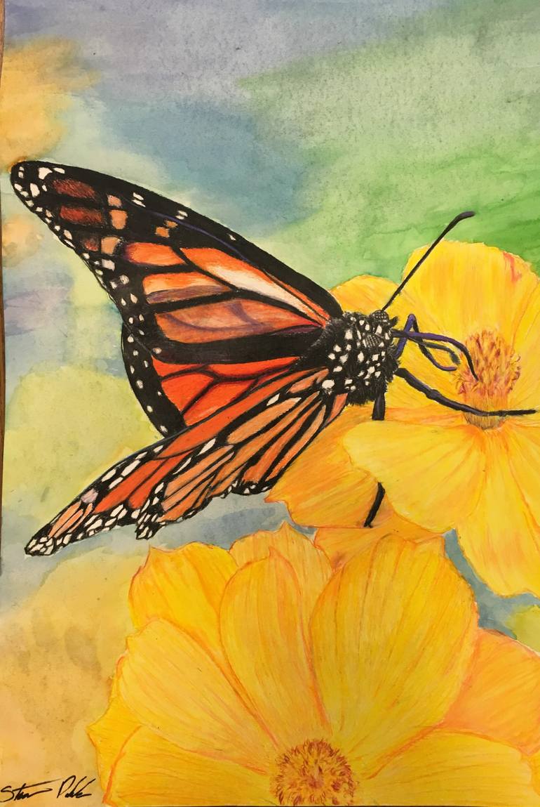 Monarch Drawing by Steven Prokuda | Saatchi Art