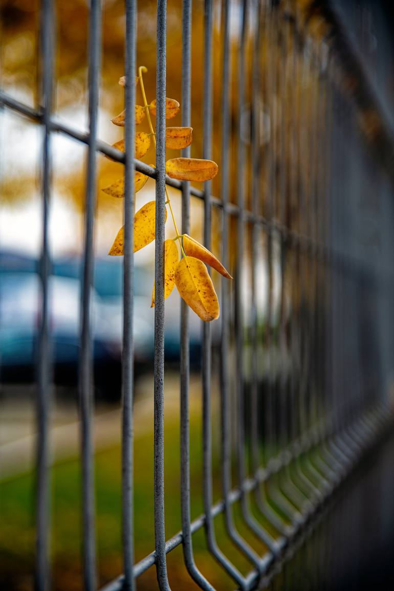 Still Life in Passing Photography by Dan Cristian Lavric | Saatchi Art