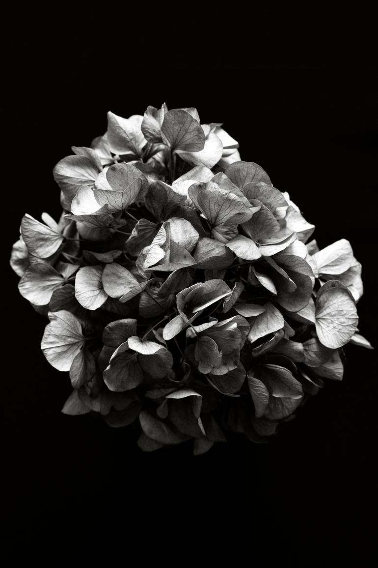 Dark Fading Flowers Photography by Dan Cristian Lavric | Saatchi Art ...