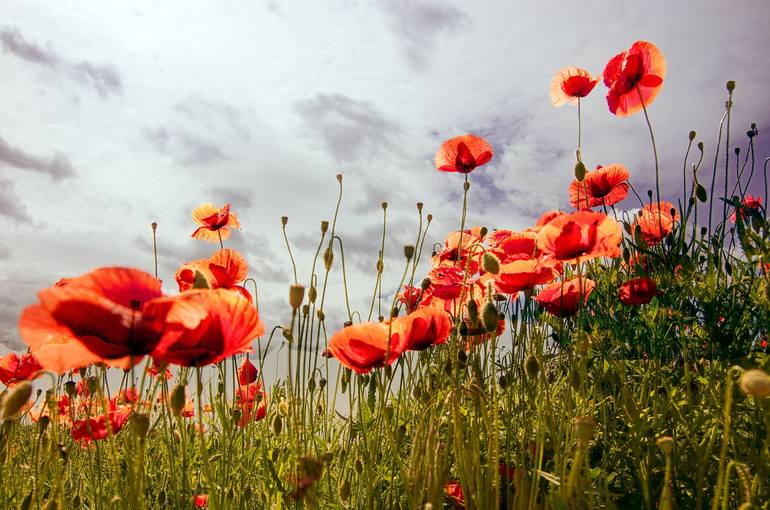 The Red Field - Limited Edition of 3 Photography by Dan Cristian Lavric ...