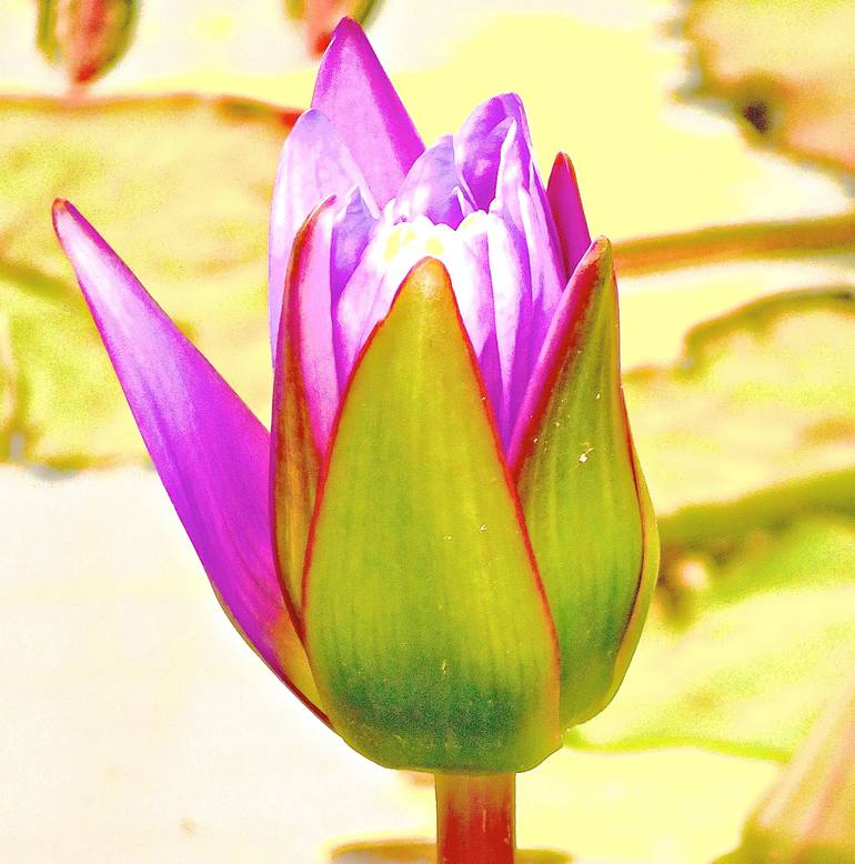 Centrral Park 5 - Bethesda Fountain Water Lily 3b - Limited Edition 1 of 3 Photography by Ken ...
