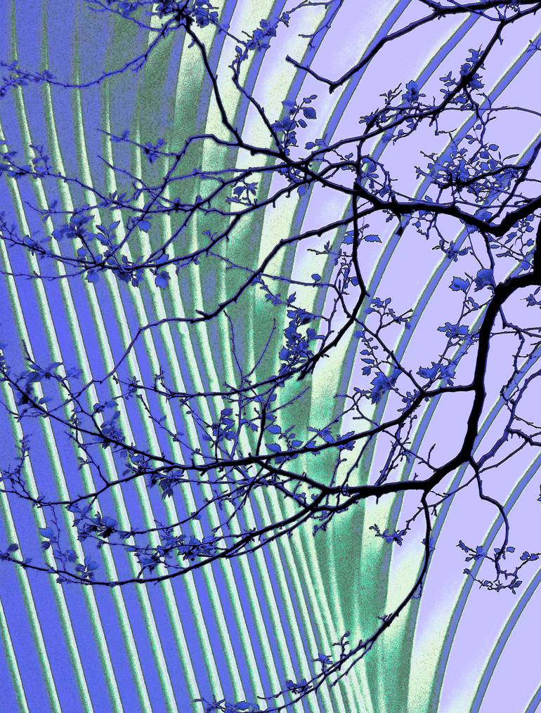 Oculus and Tree Branches 2d1 - Limited Edition 1 of 3 Photography by ...