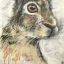 Hare #33 - Charcoal, ink & watercolour Hare drawing Drawing by Luci ...