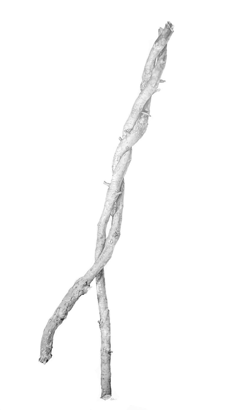 Walking Stick Drawing by Ellen Gaube | Saatchi Art