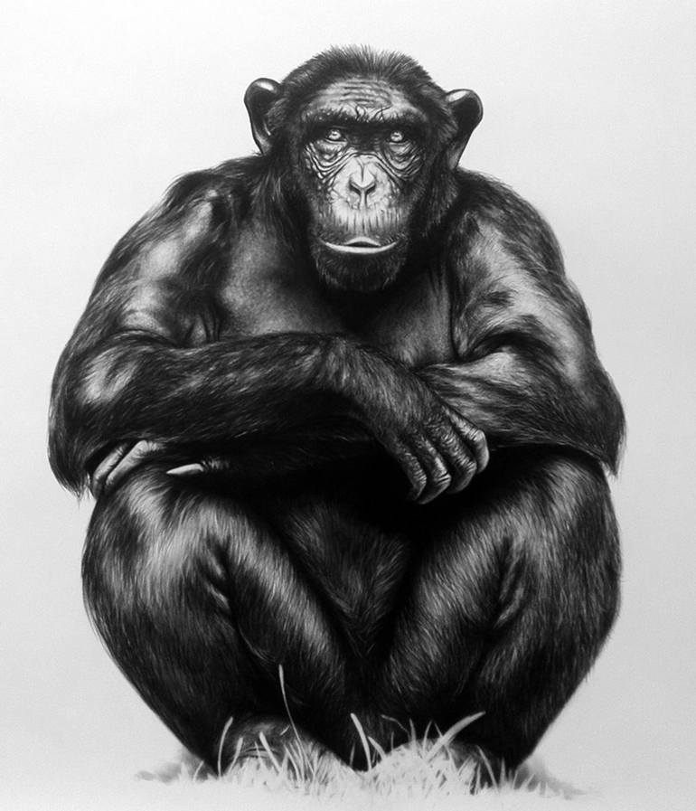 Life Size Chimp Drawing By Carla Grace Saatchi Art