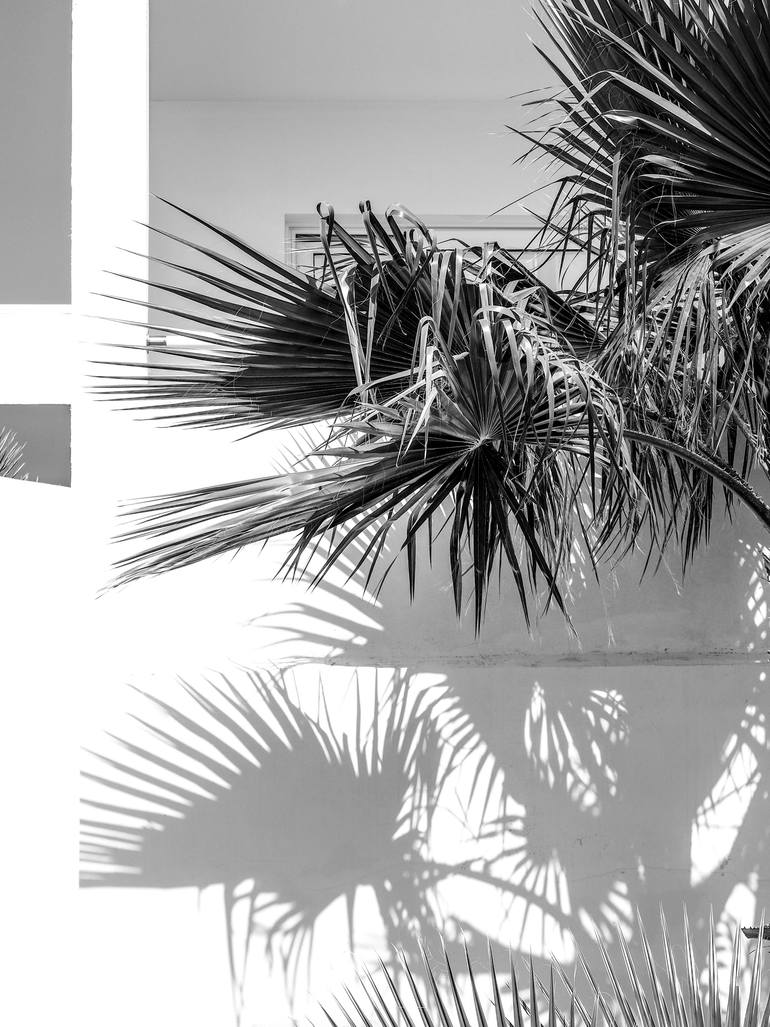 Palm shadows - Limited Edition 1 of 20 Photography by Elizabeth Veruk ...