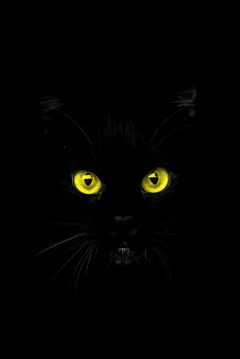 Haunted cat - Limited Edition 10 of 10 Photography by Ionut Andronic ...