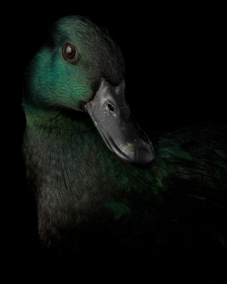 Green Duck - Limited Edition 2 of 10 Photography by Richard Bailey ...
