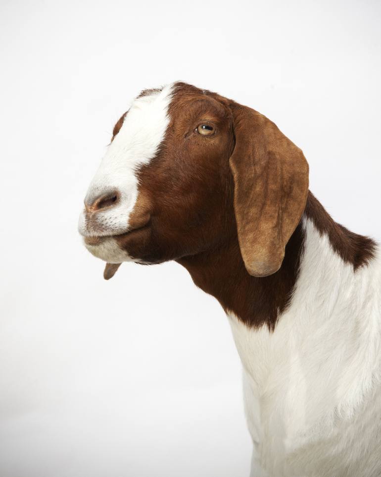 Boer Goat - Limited Edition 1 of 10 Photography by Richard Bailey ...